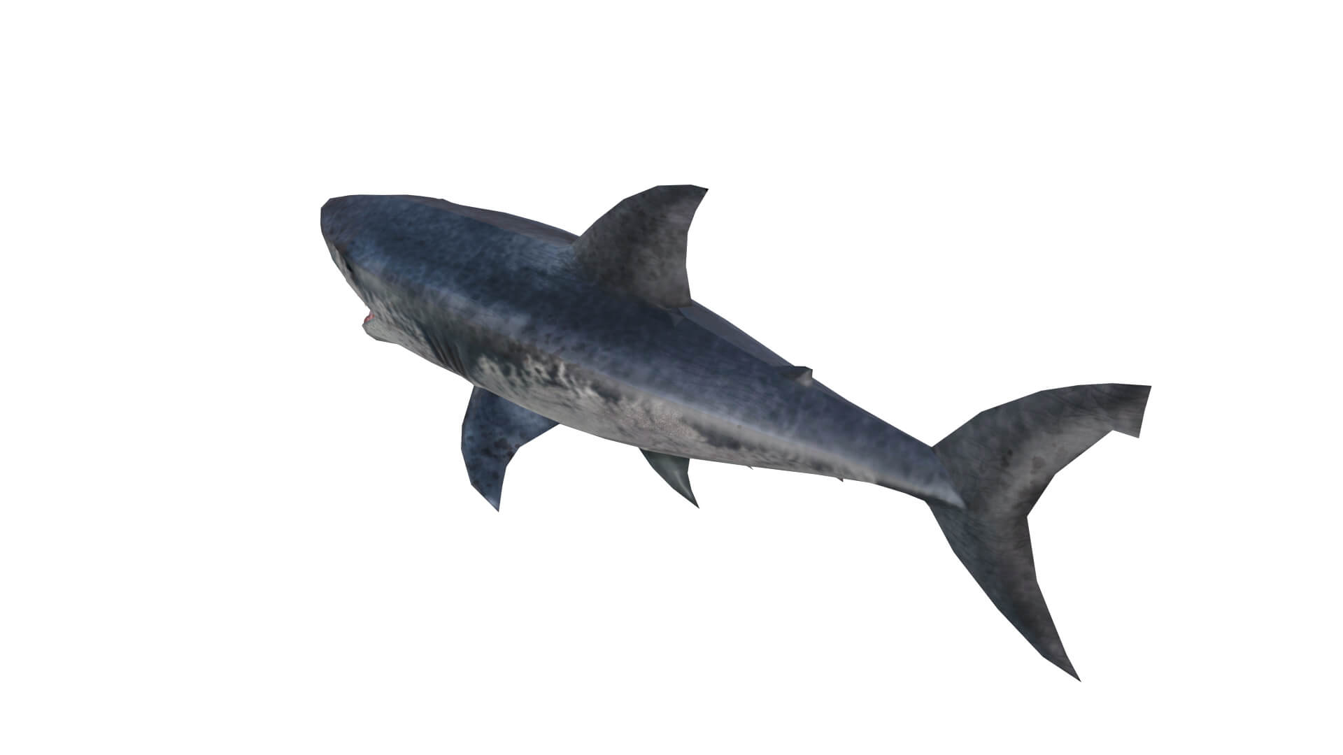 Megalodon Sharks - 3D Model by H3afDya