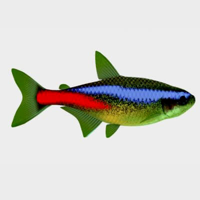 Neon Tetra Fish - 3D Model by H3afDya
