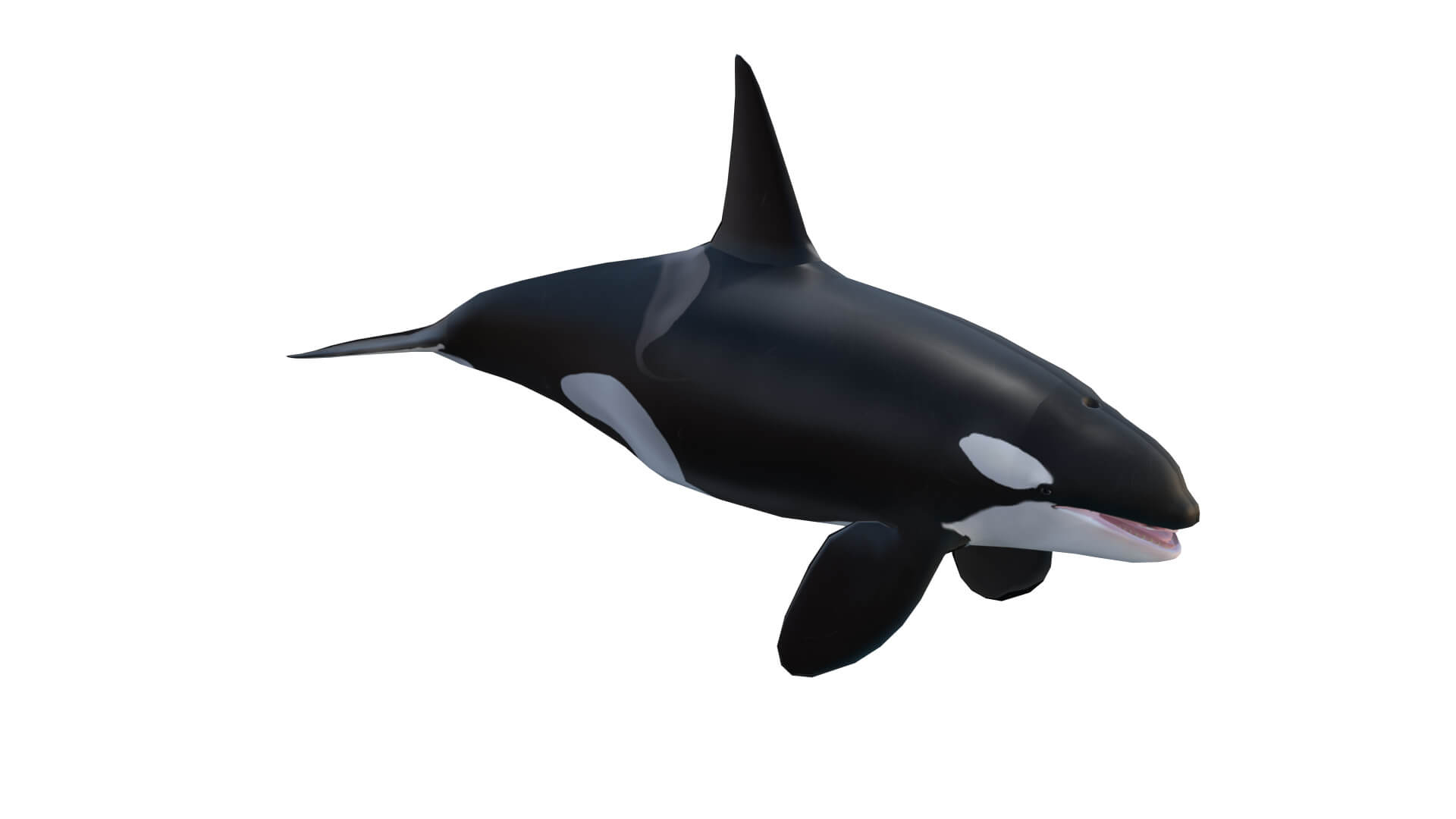 Orca Animal Fish - 3D Model by H3afDya