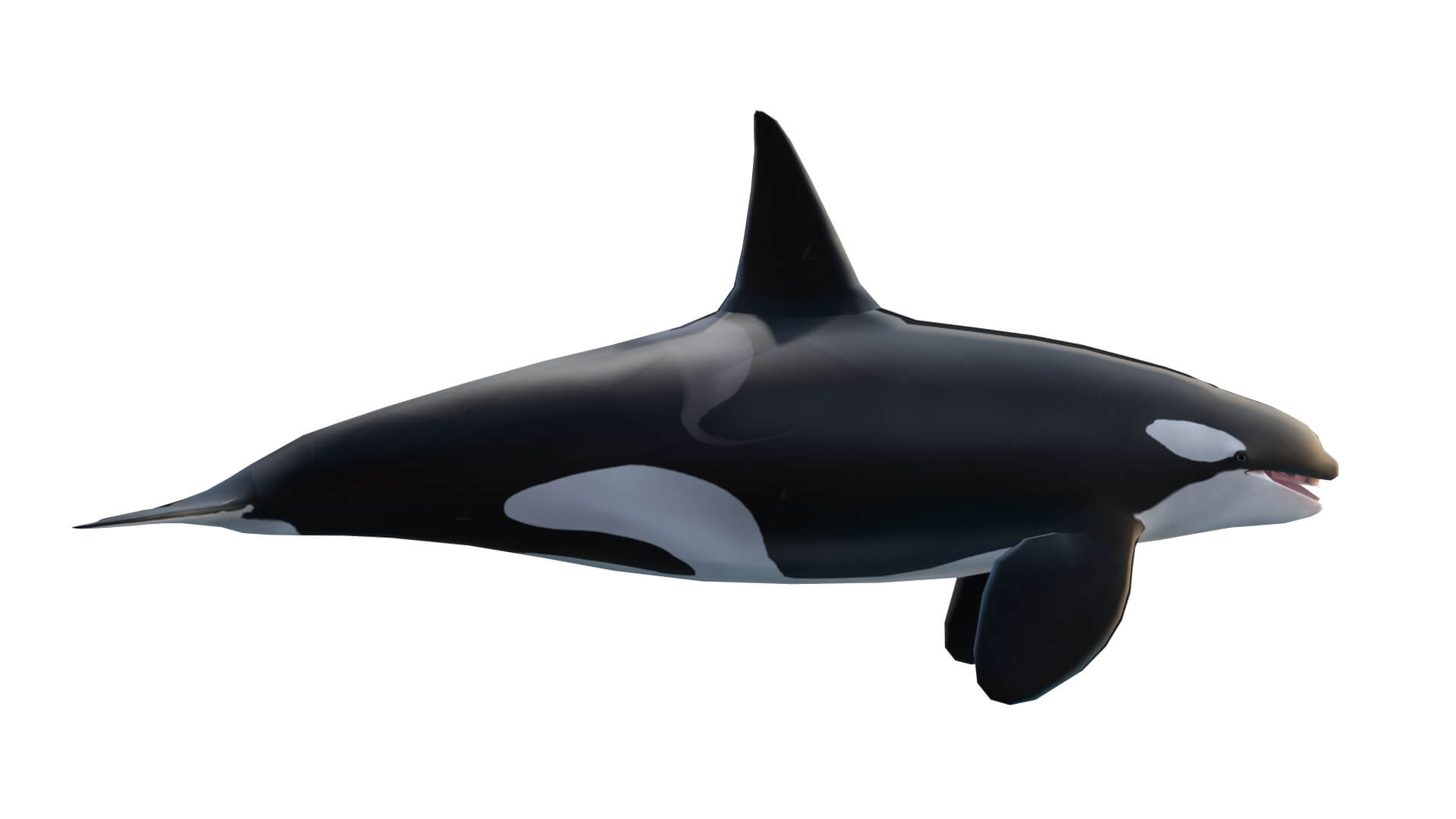 Orca Animal Fish - 3D Model by H3afDya