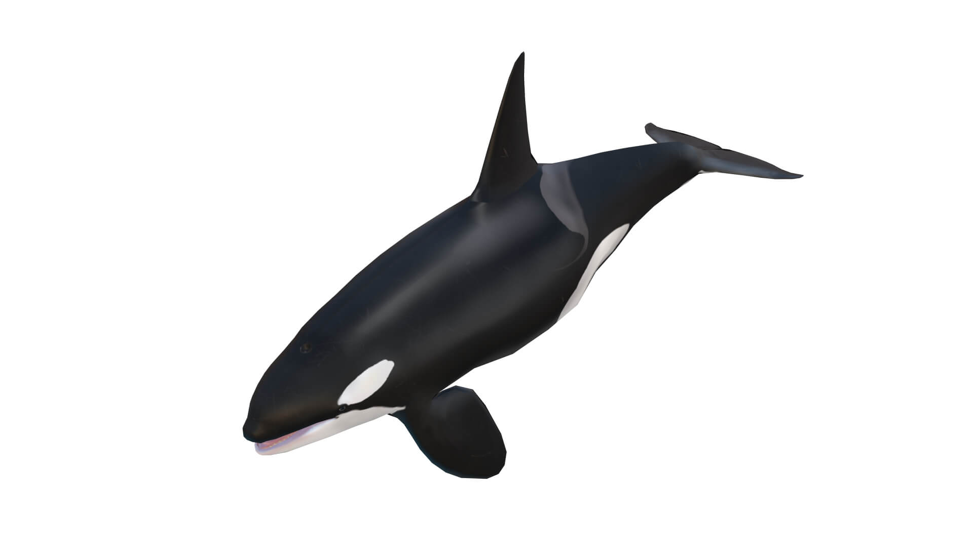 Orca Animal Fish - 3D Model by H3afDya