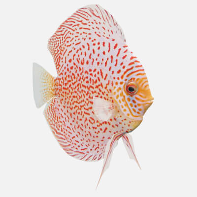 3D Models | Animals | Fish | RenderHub