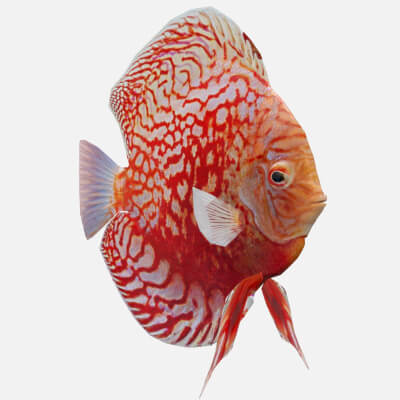Blend 3D Models | Animals | Fish | RenderHub