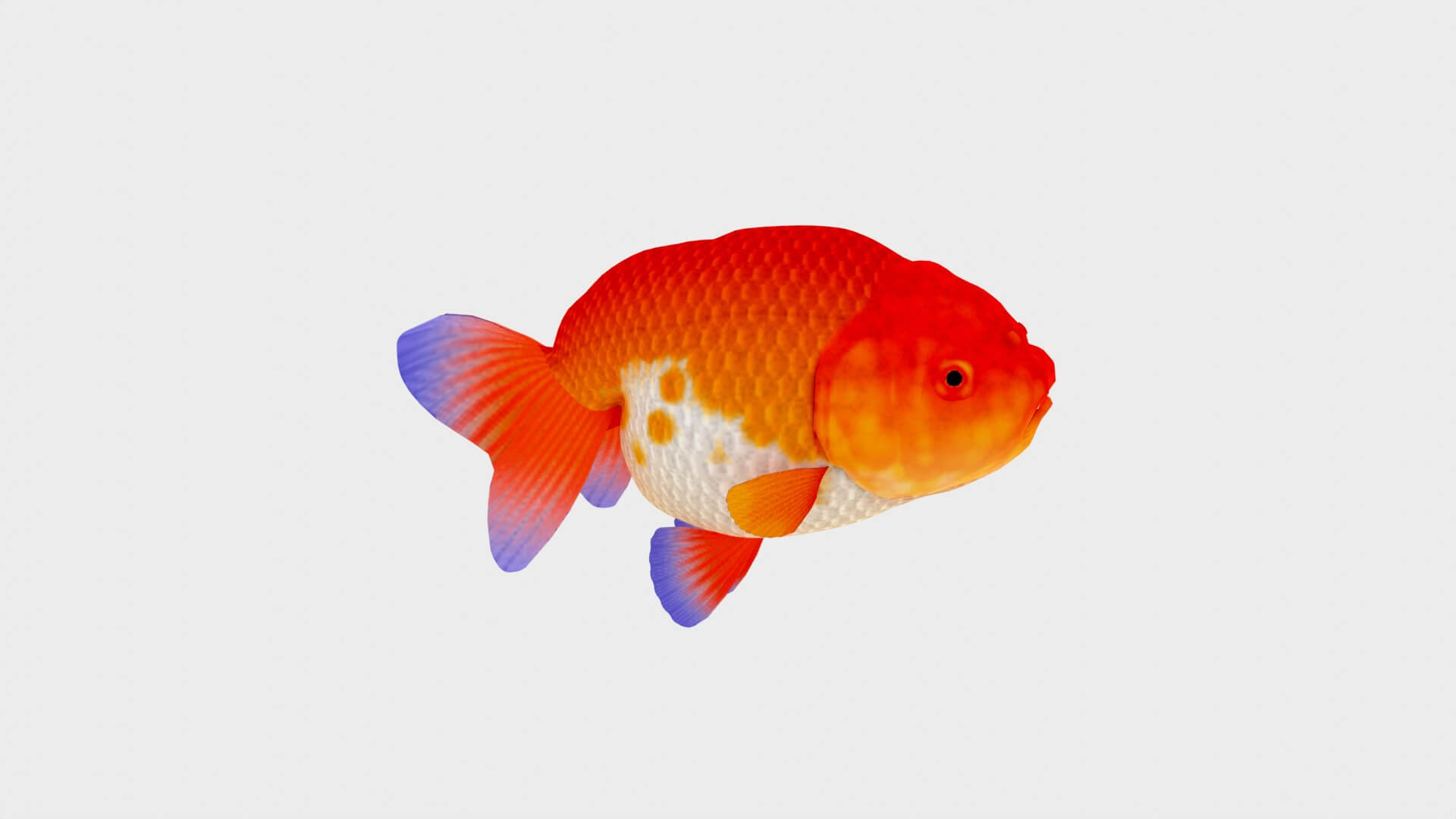 Red Ranchu Gold Fish - 3D Model by H3afDya