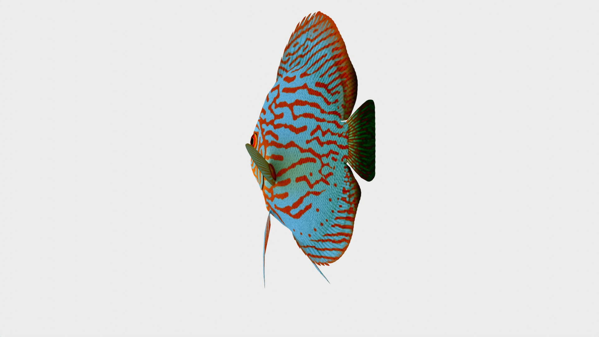 Red Turquoise Discus Fish - 3D Model by H3afDya