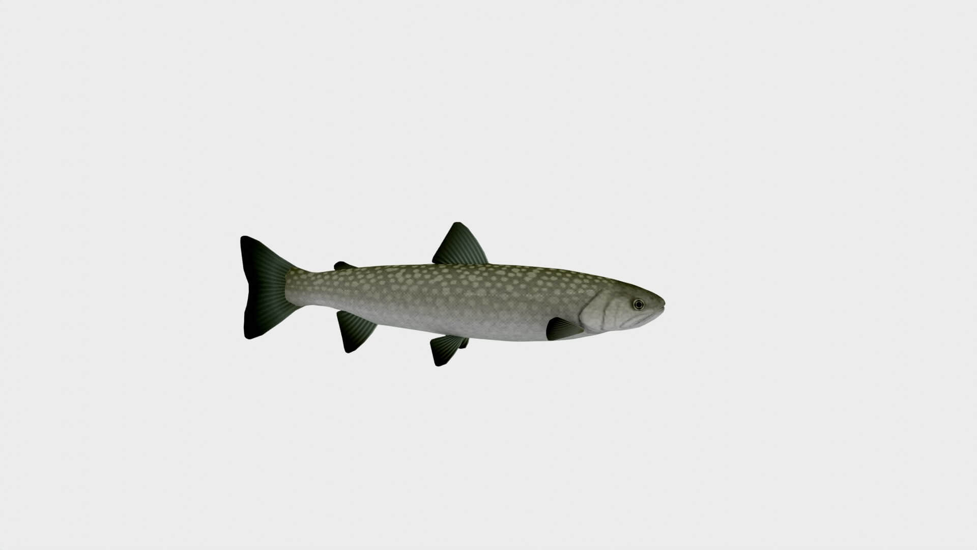 Sea Black Carp Fish - 3D Model by H3afDya