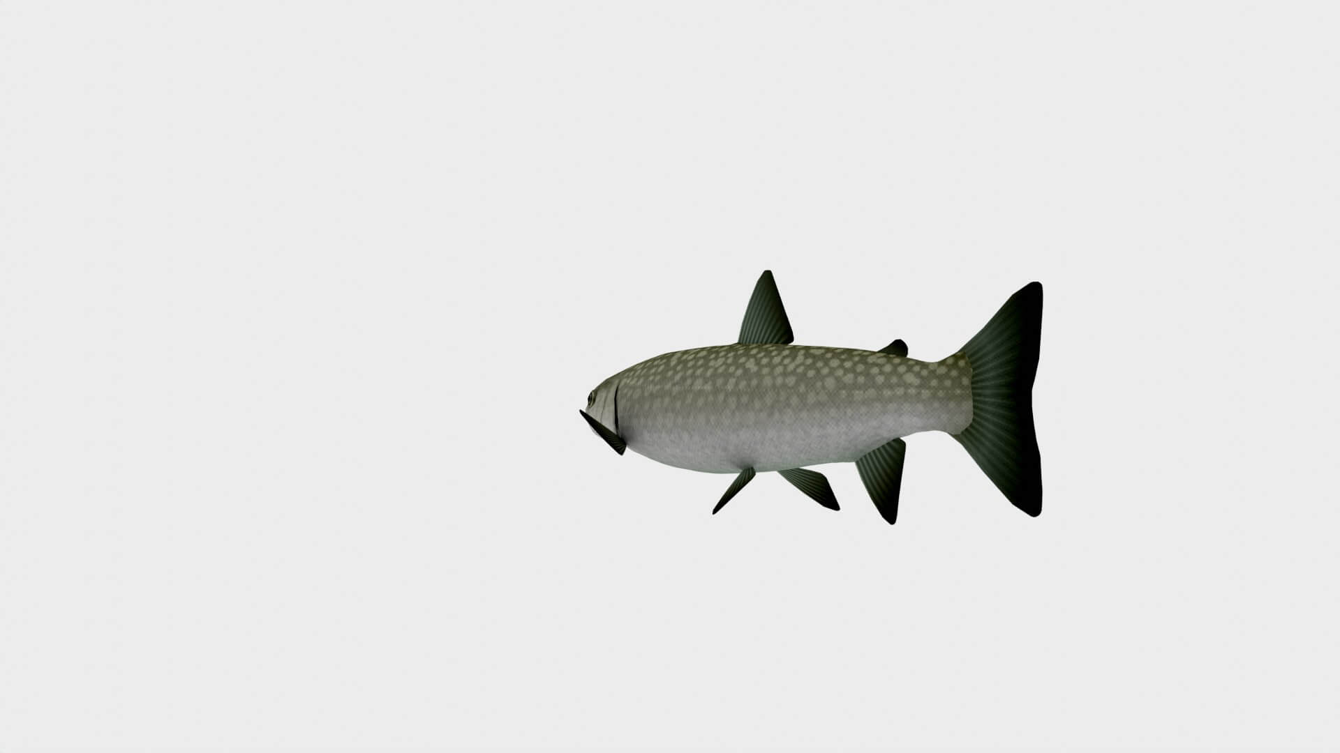 Sea Black Carp Fish - 3D Model by H3afDya