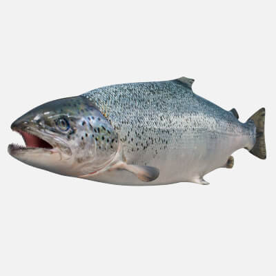 Pbr Models | Animals | Fish | RenderHub