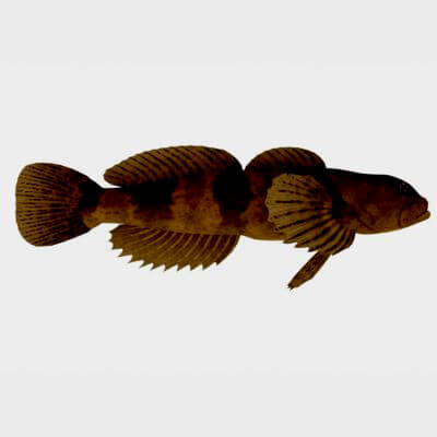 Slimy Sculpin Fish - 3D Model by H3afDya