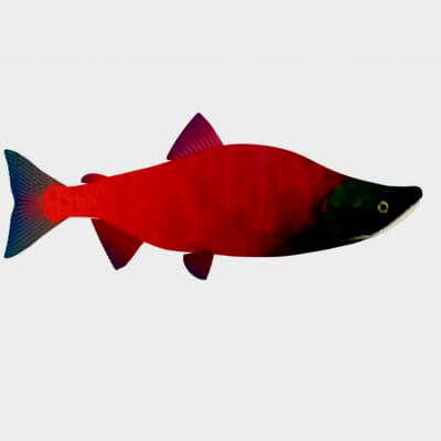 3D Models | Animals | Fish | RenderHub