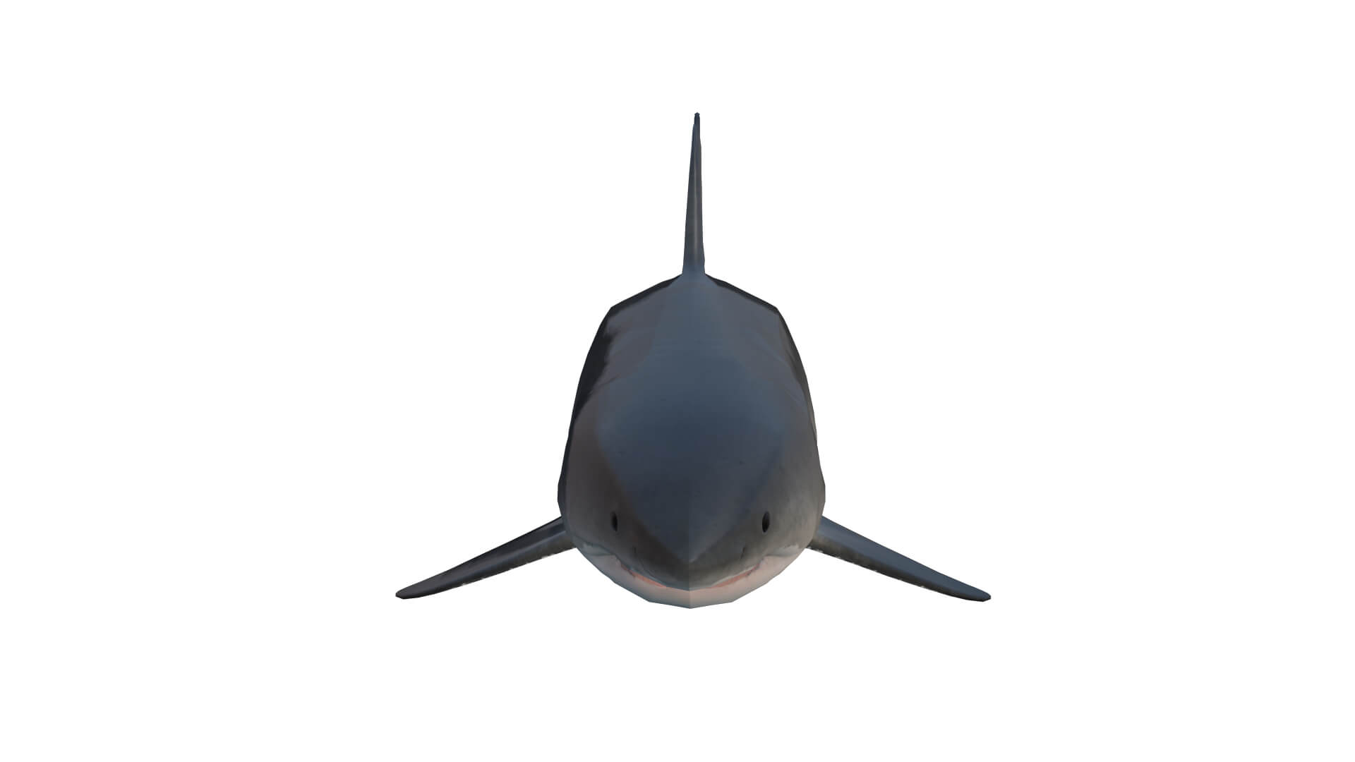 Spot Tail Shark - 3D Model by H3afDya