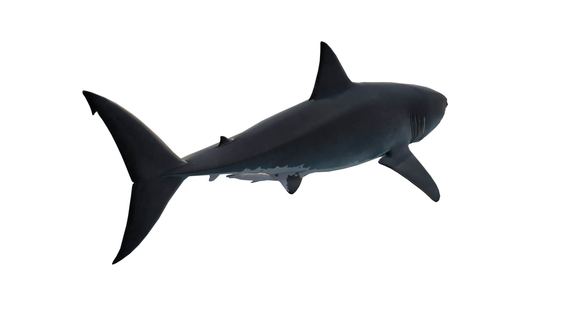 Spot Tail Shark - 3D Model by H3afDya