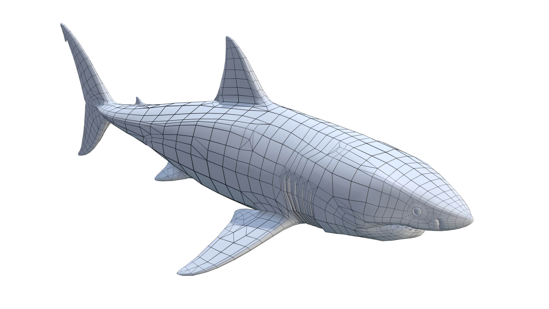 Spot Tail Shark - 3D Model by H3afDya