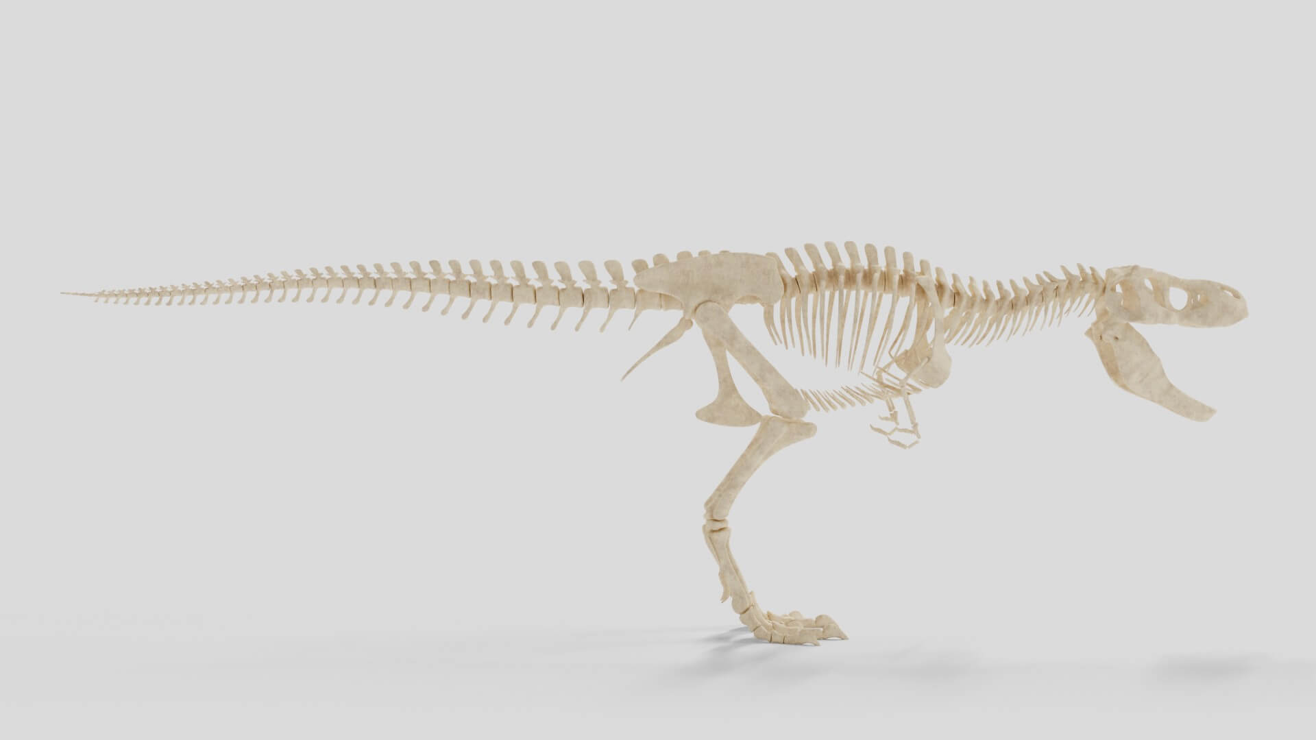 T-Rex Skeleton 3D Model by H3afDya