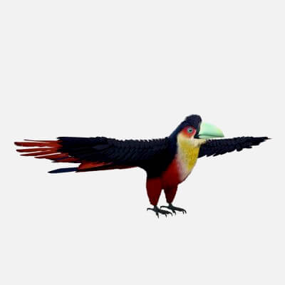 Uv Mapped Models | Birds | Toucans | RenderHub