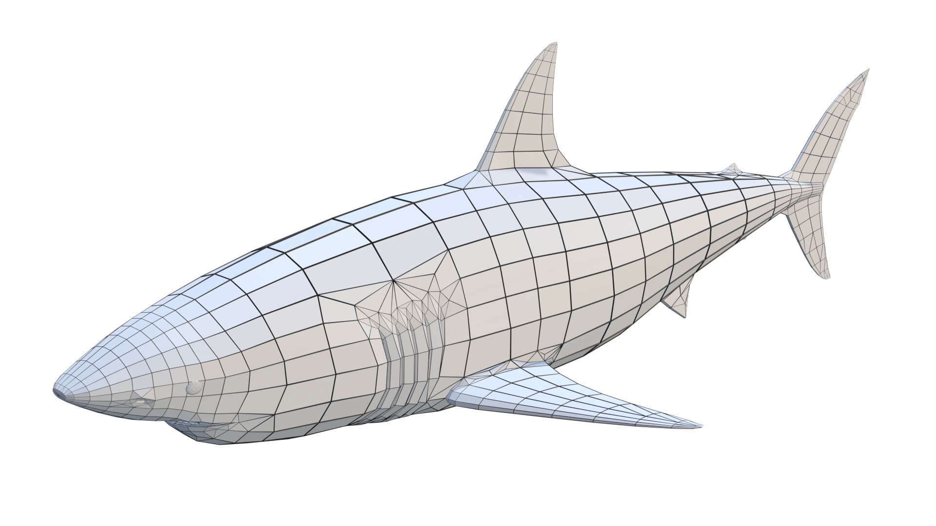 White Pointer - 3D Model by H3afDya