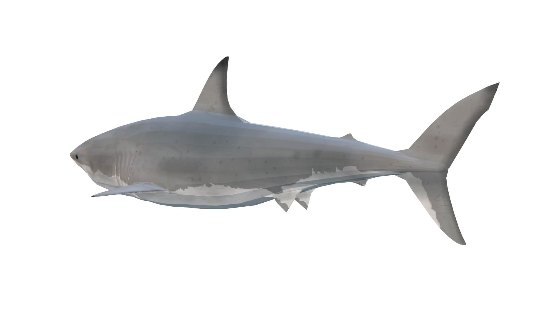 White Pointer - 3D Model by H3afDya