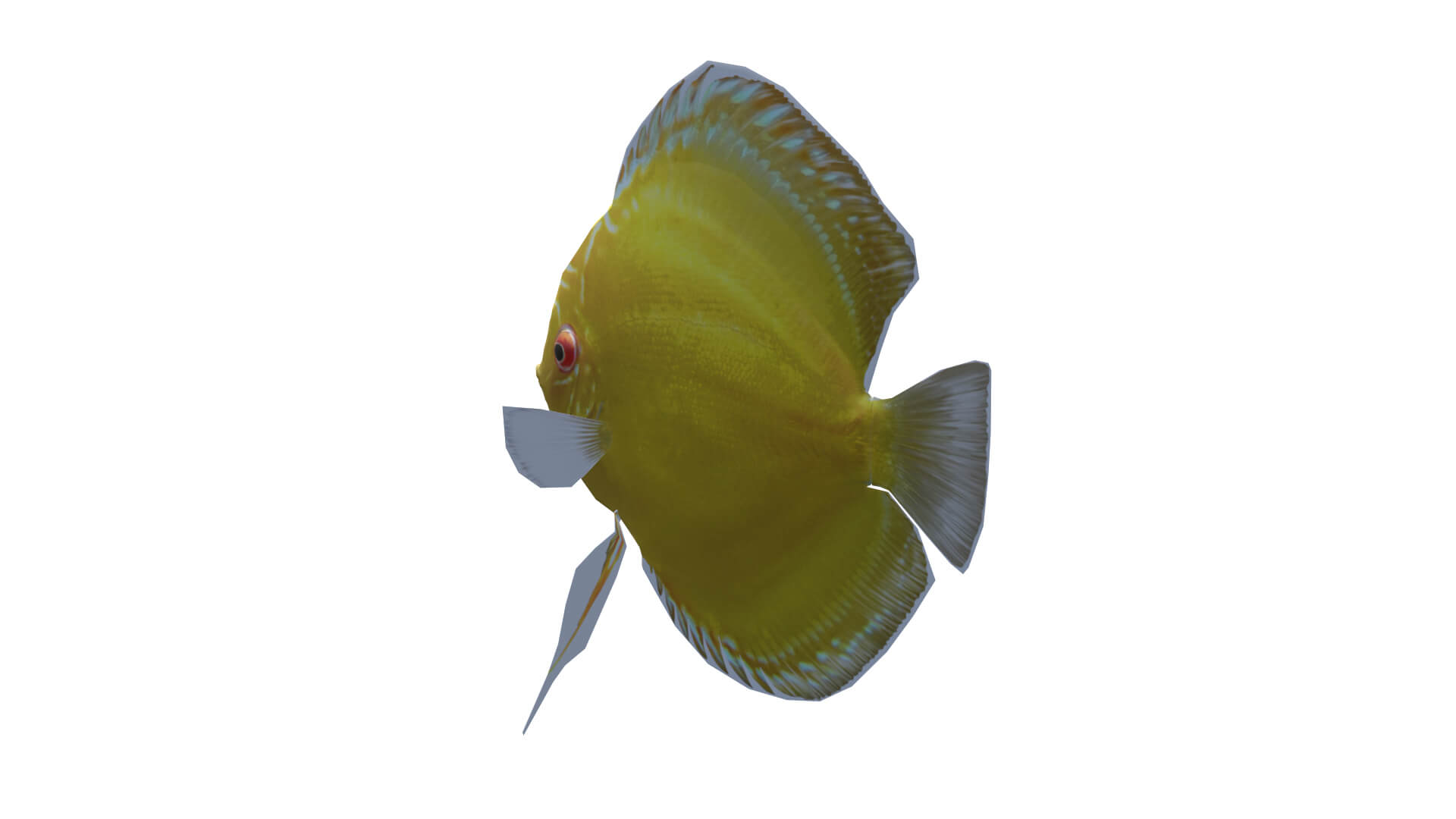 Yellow Discus Fish - 3D Model by H3afDya
