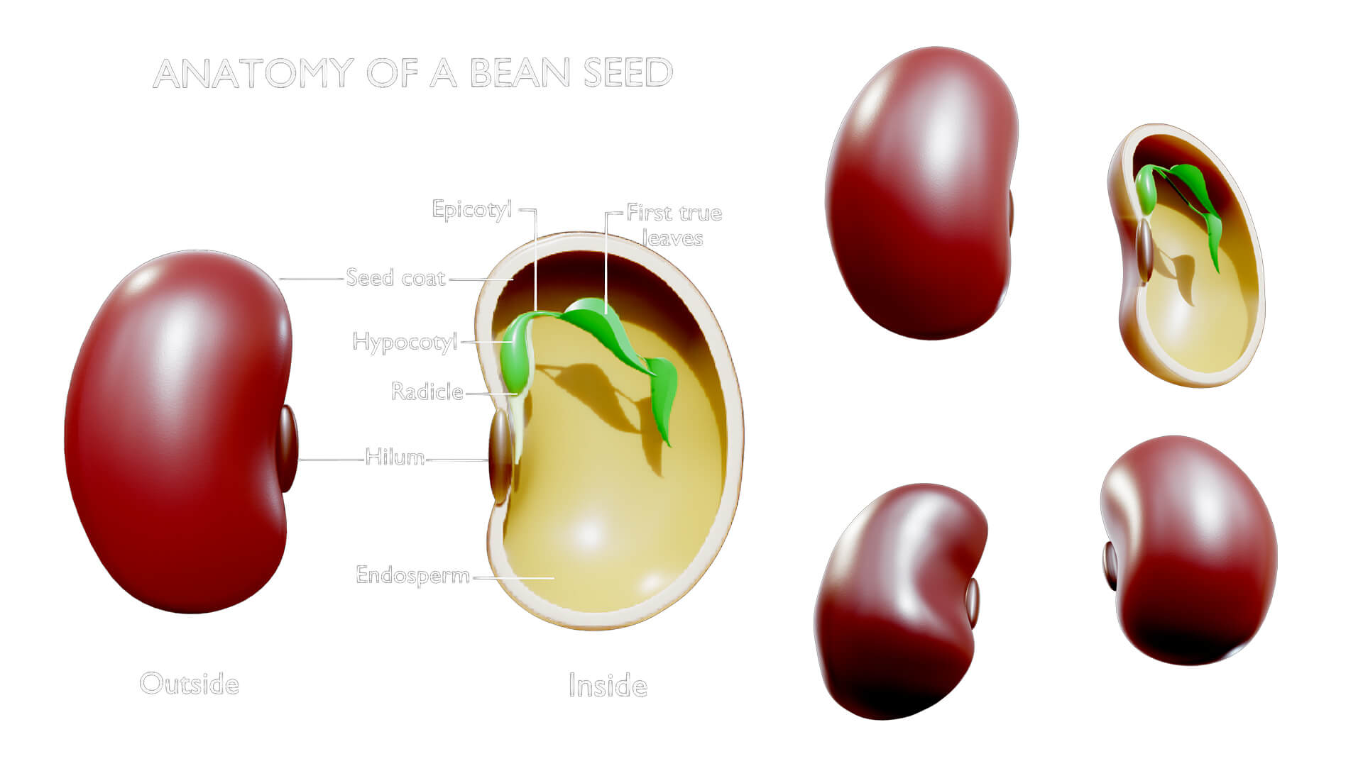 Anatomy of a Bean Seed - 3D Model by h3ydari96