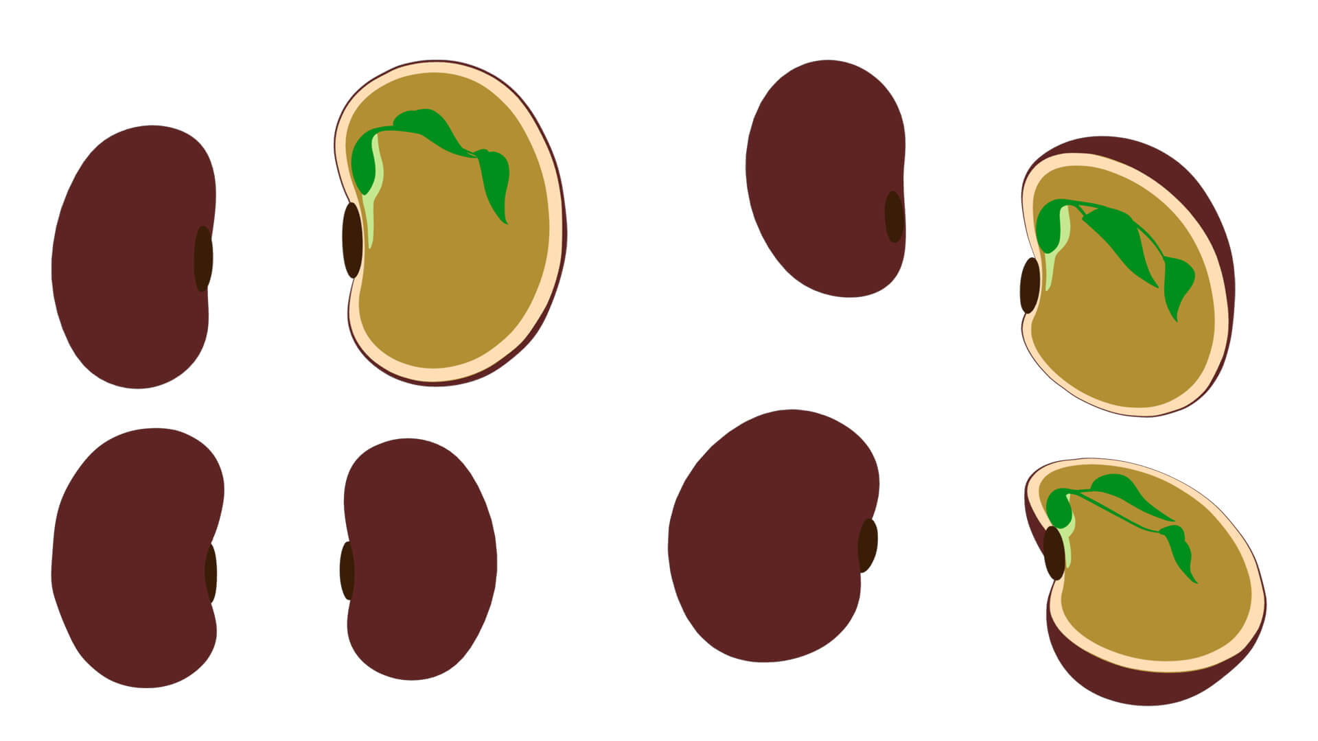 Anatomy of a Bean Seed - 3D Model by h3ydari96