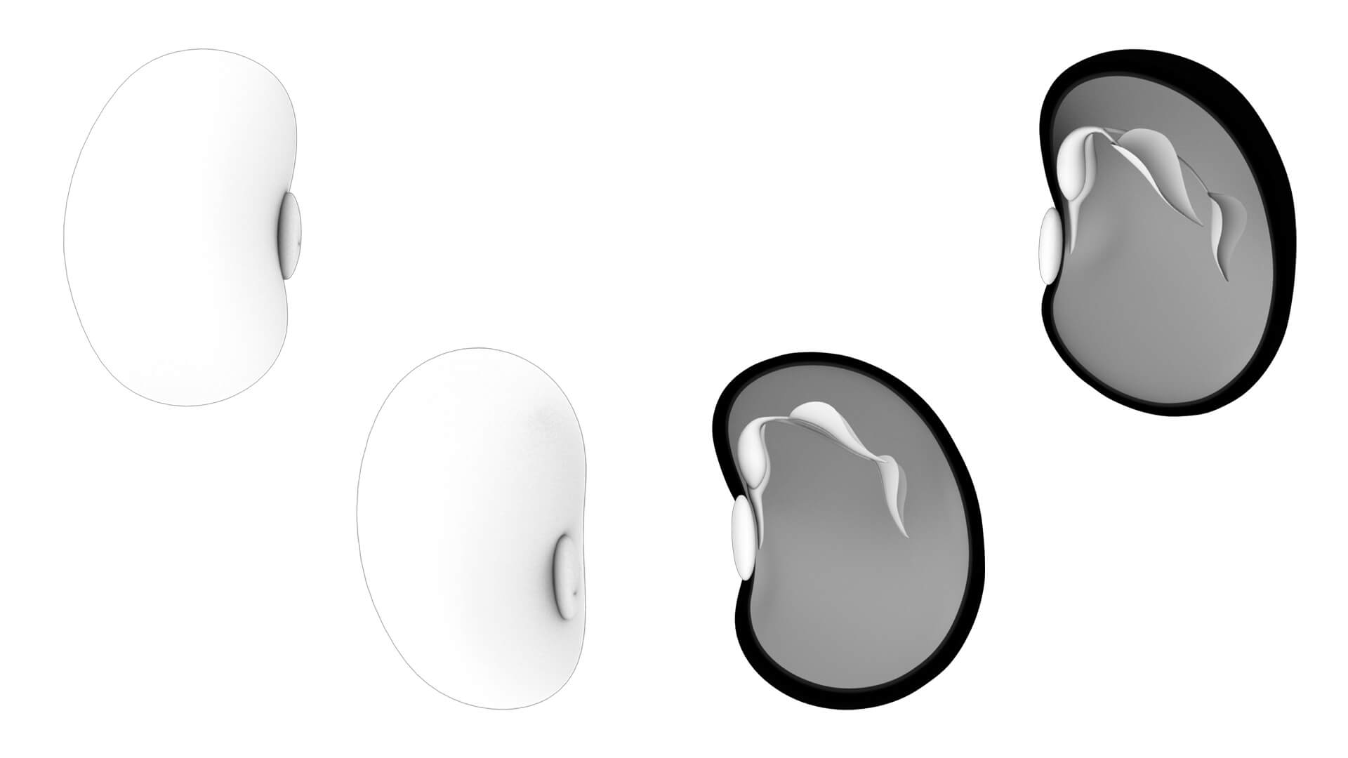 Anatomy of a Bean Seed - 3D Model by h3ydari96