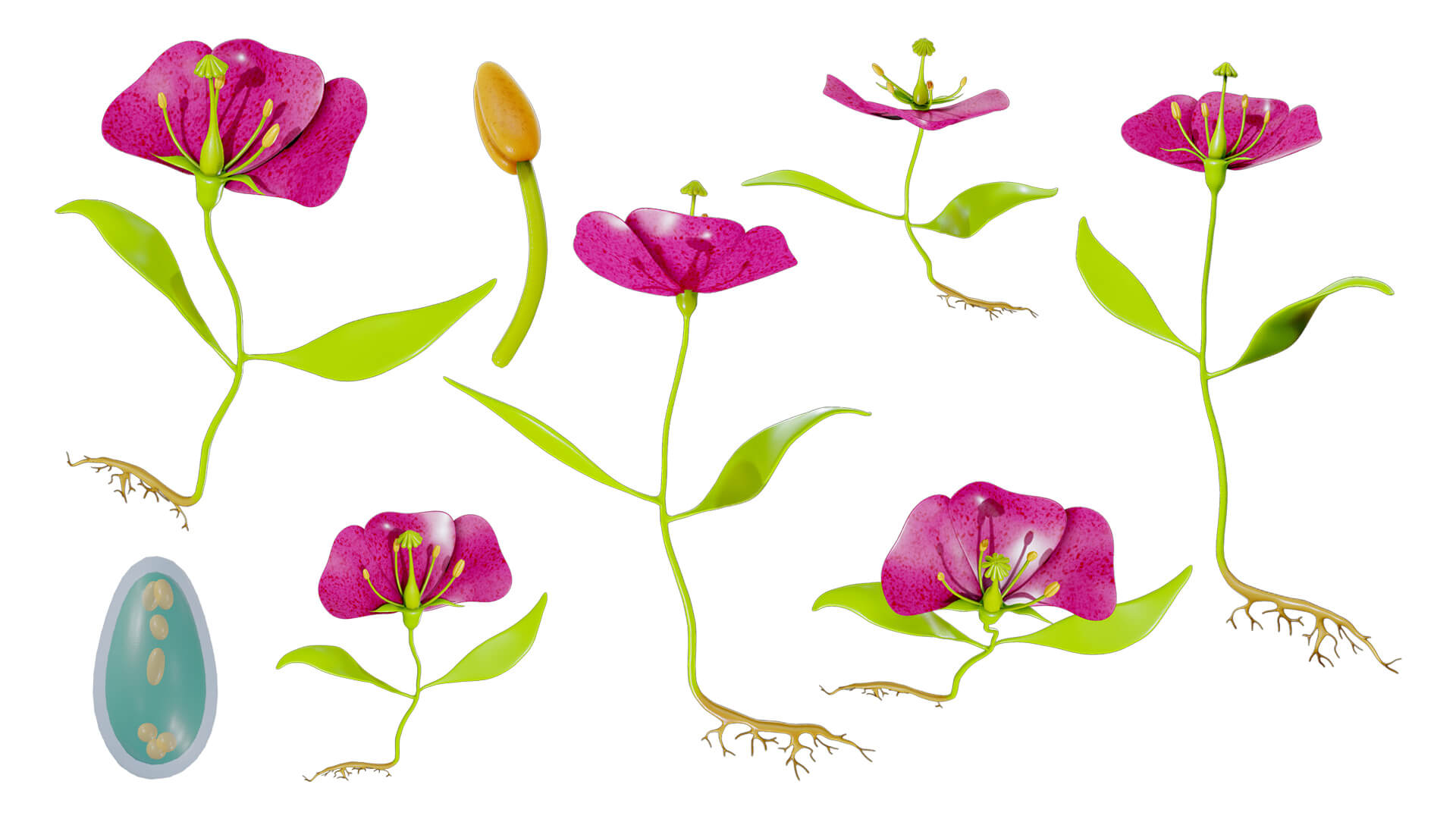 Anatomy of a Flower - 3D Model by h3ydari96