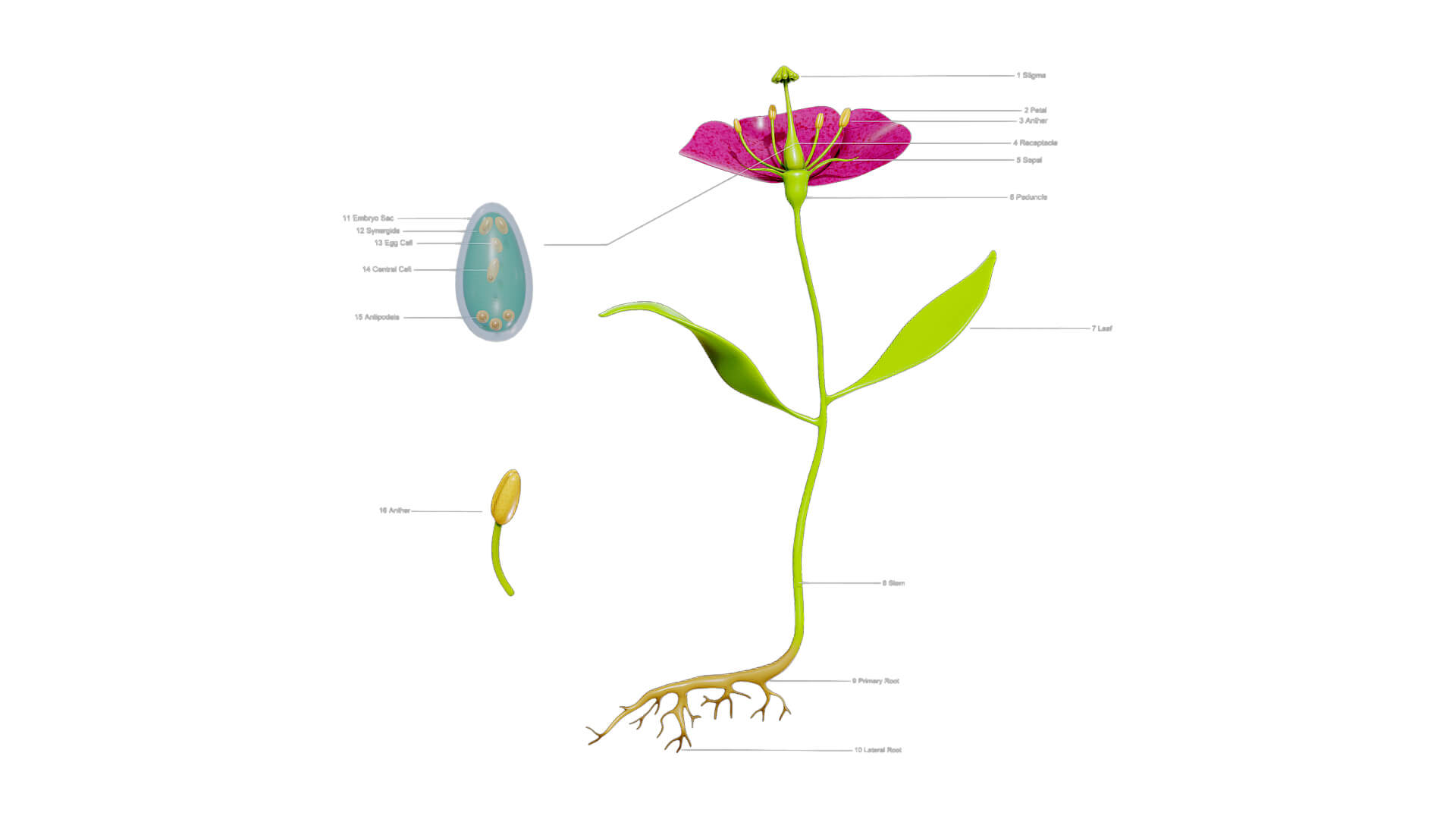 Anatomy of a Flower - 3D Model by h3ydari96