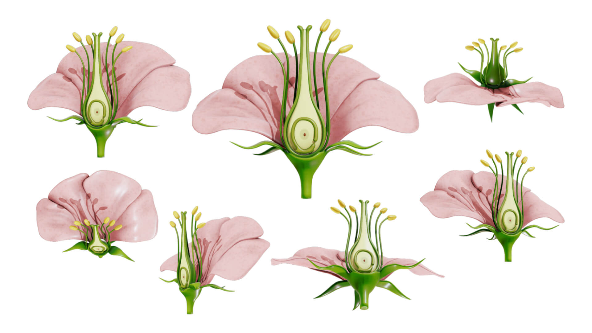 Anatomy of a Flower - 3D Model by h3ydari96