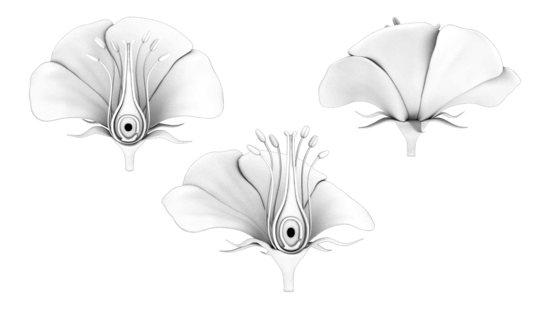 Anatomy of a Flower - 3D Model by h3ydari96
