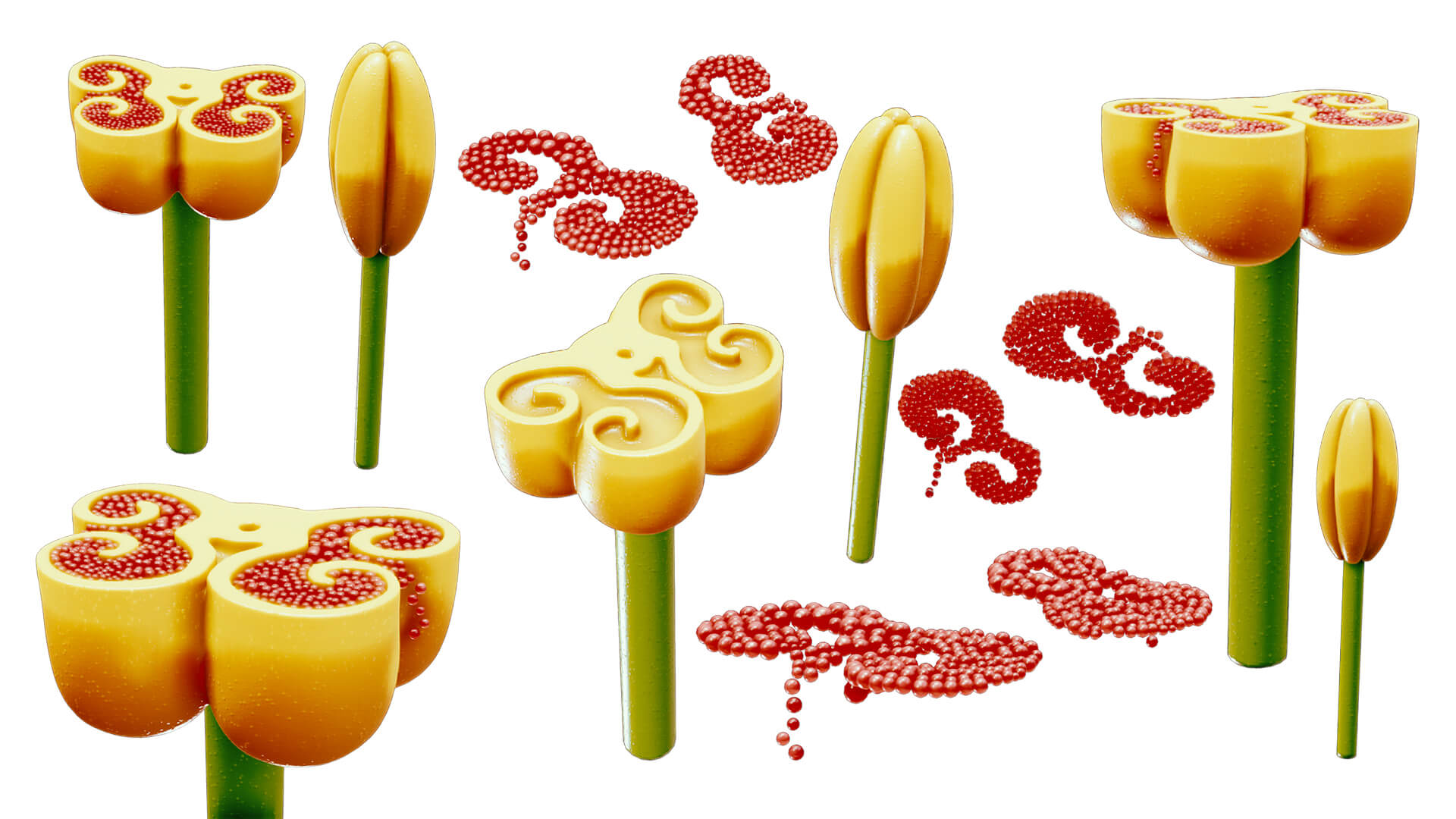 Anther Cross Section Anatomy - 3D Model by h3ydari96