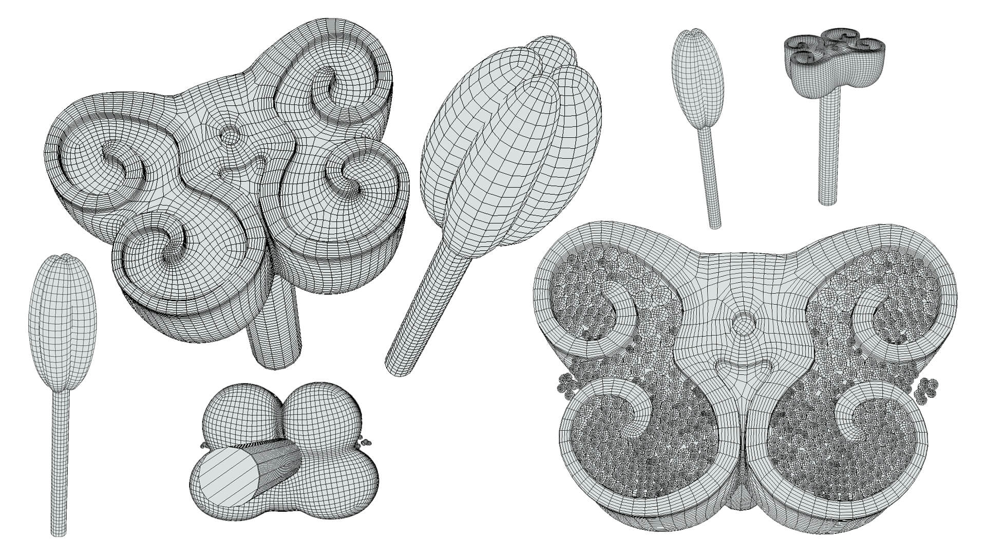 Anther Cross Section Anatomy - 3D Model by h3ydari96