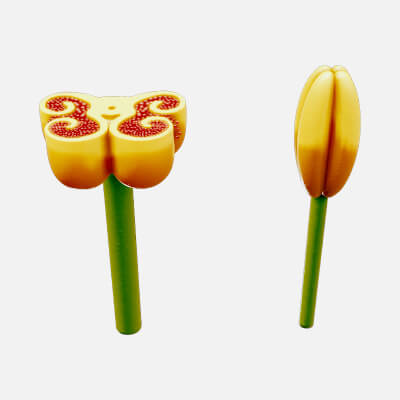 Anther Cross Section Anatomy - 3D Model by h3ydari96