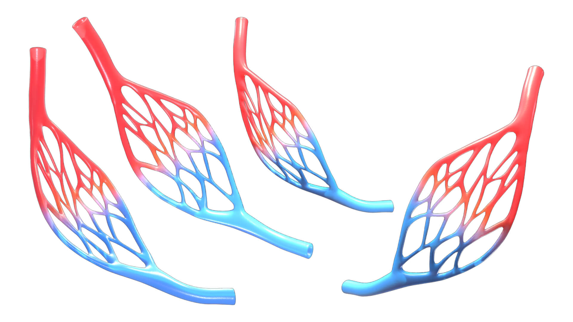 Blood Vessel Anatomy - 3D Model by h3ydari96