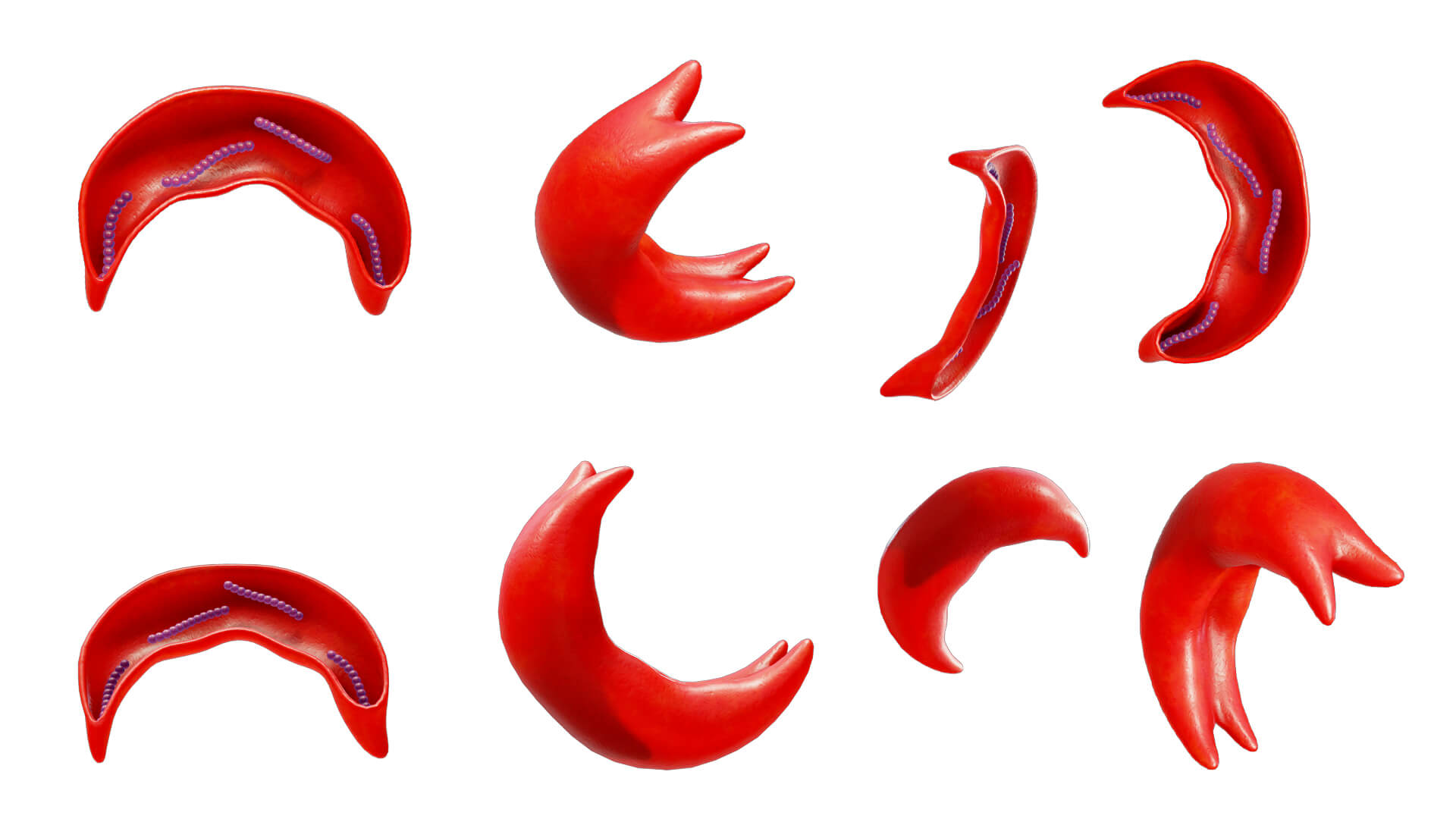 Cross Section of Normal Vs Sickle Red Blood Cell - 3D Model by h3ydari96