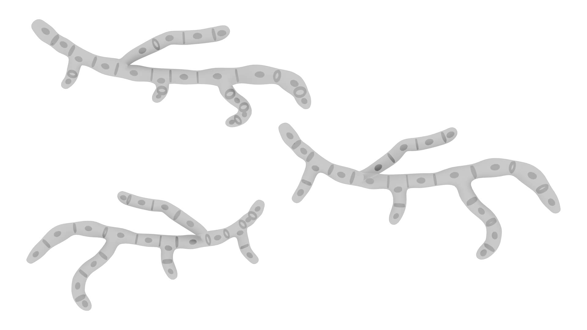 Fungal Cell Structure - 3D Model by h3ydari96