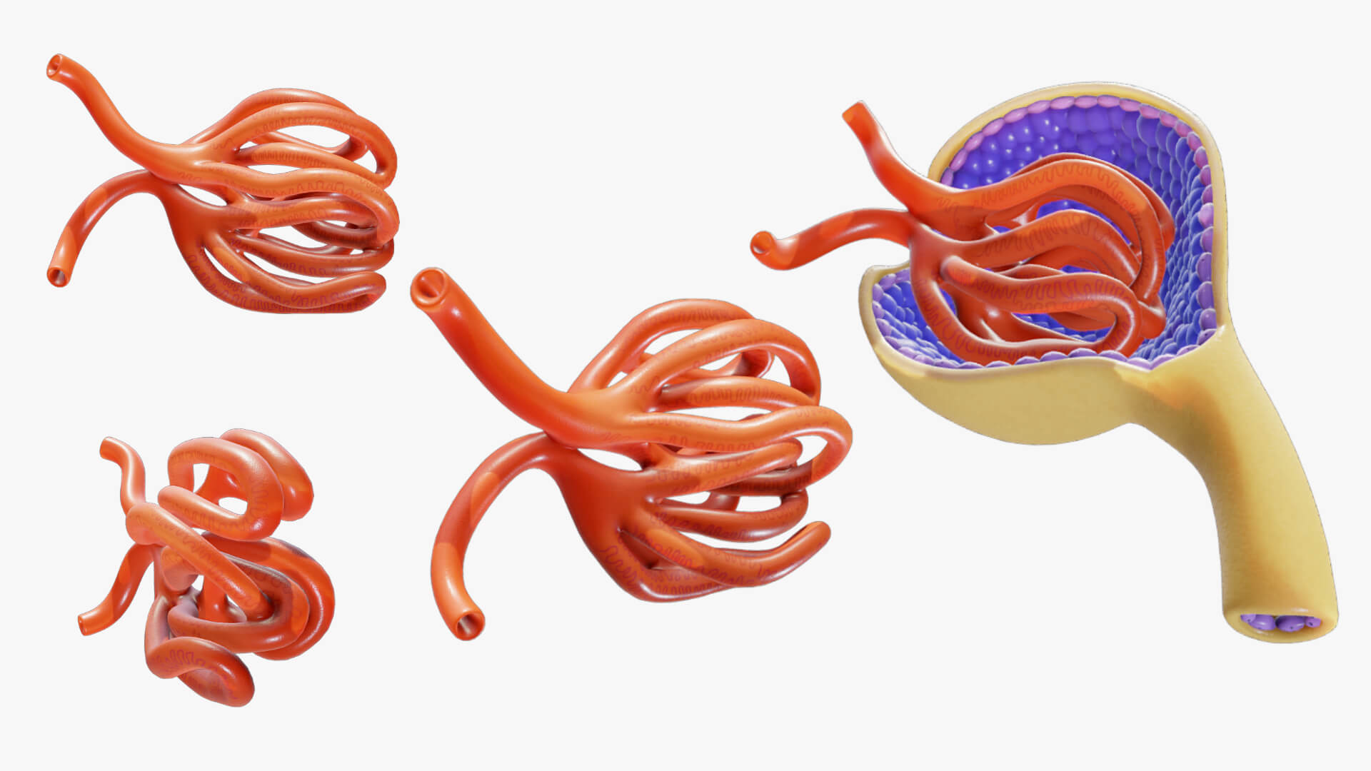 Glomerulus Anatomy - 3D Model by h3ydari96