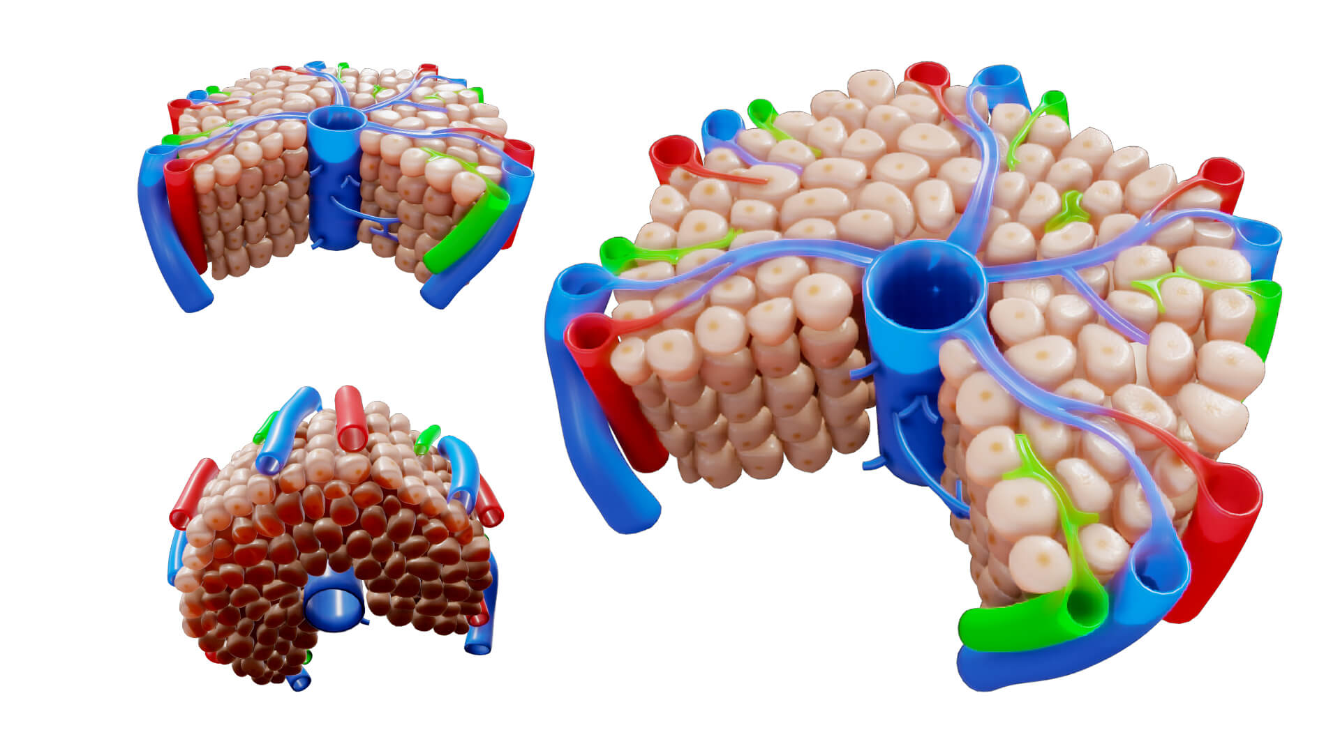 Hepatic Lobule Anatomy - 3D Model by h3ydari96