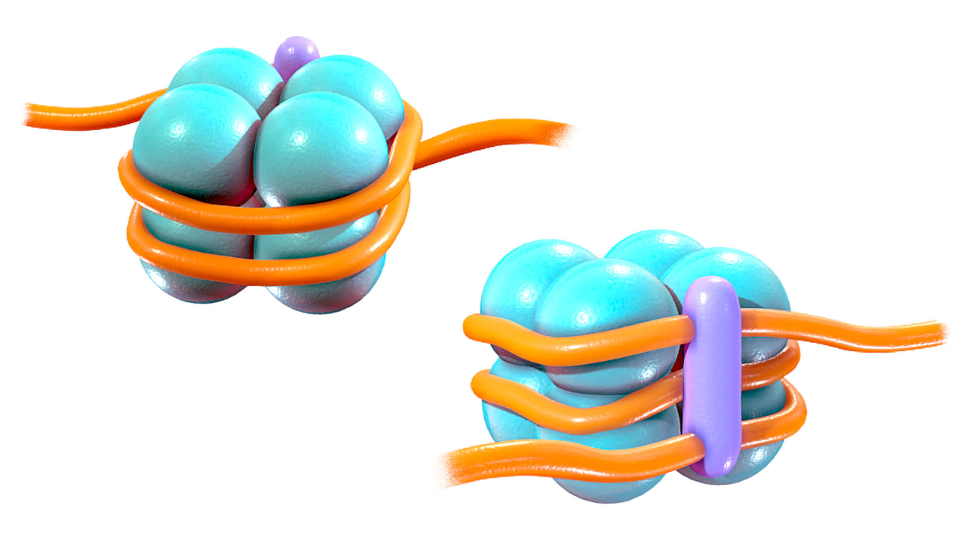 Histone Structure - 3D Model by h3ydari96