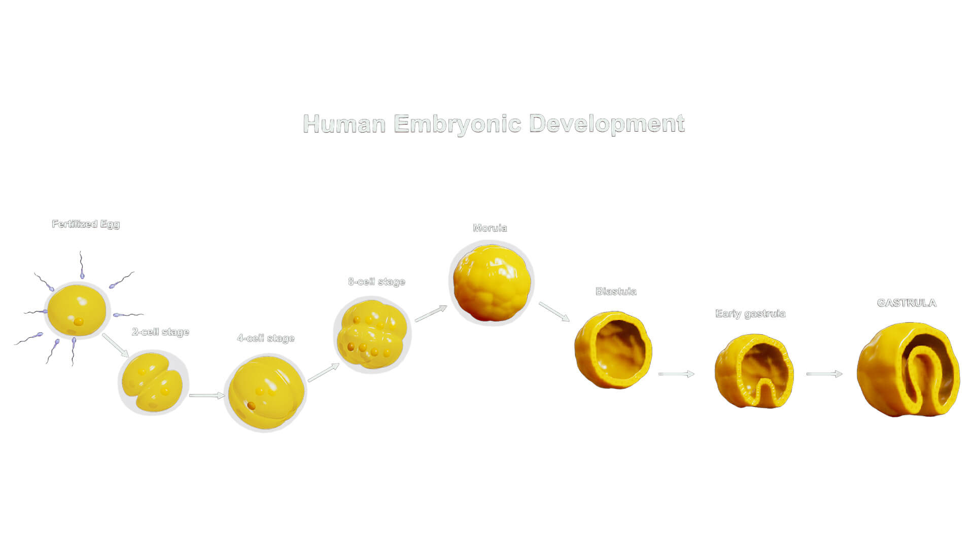 Human Embryonic Development - 3D Model by h3ydari96