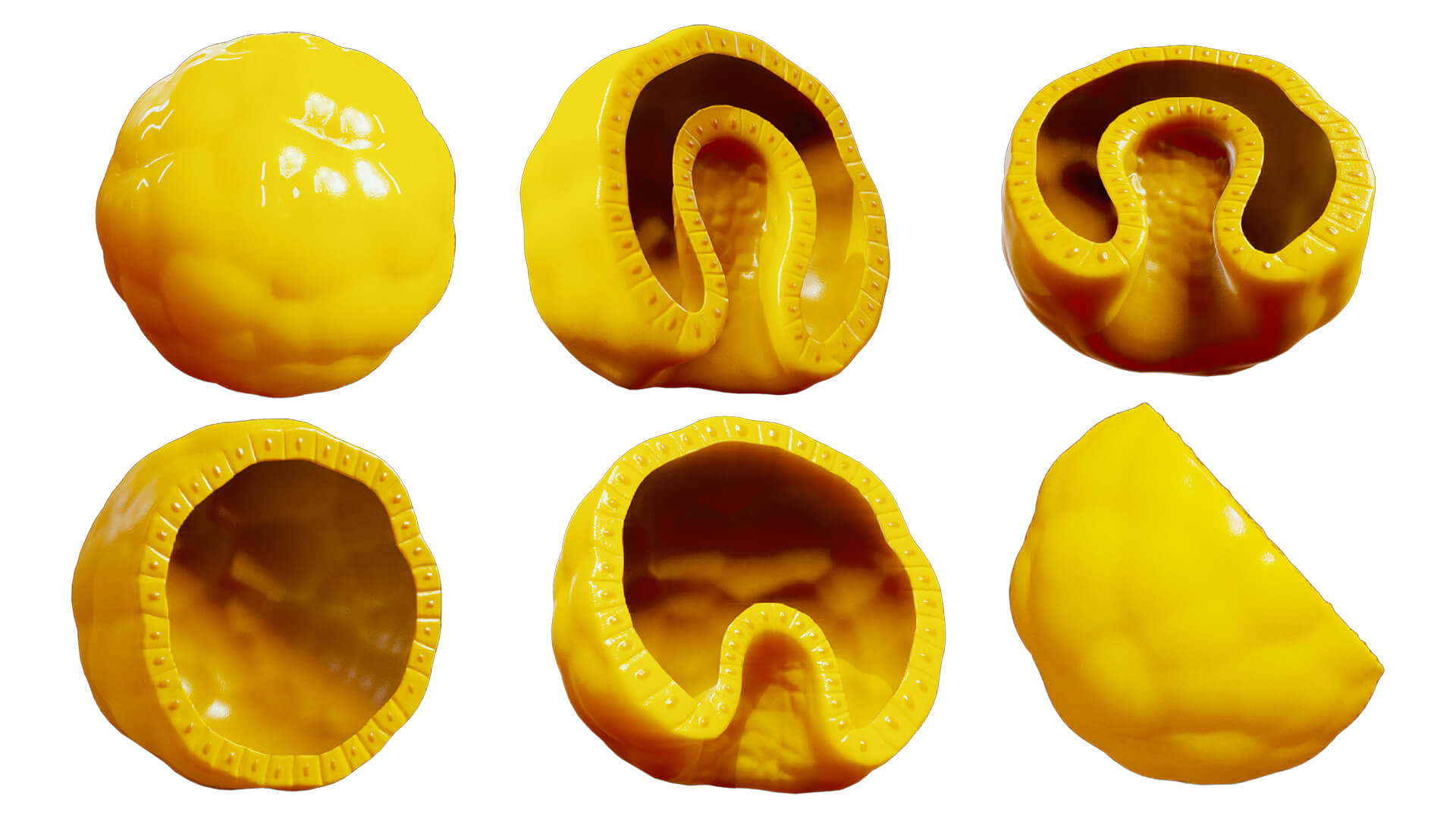 Human Embryonic Development - 3D Model by h3ydari96