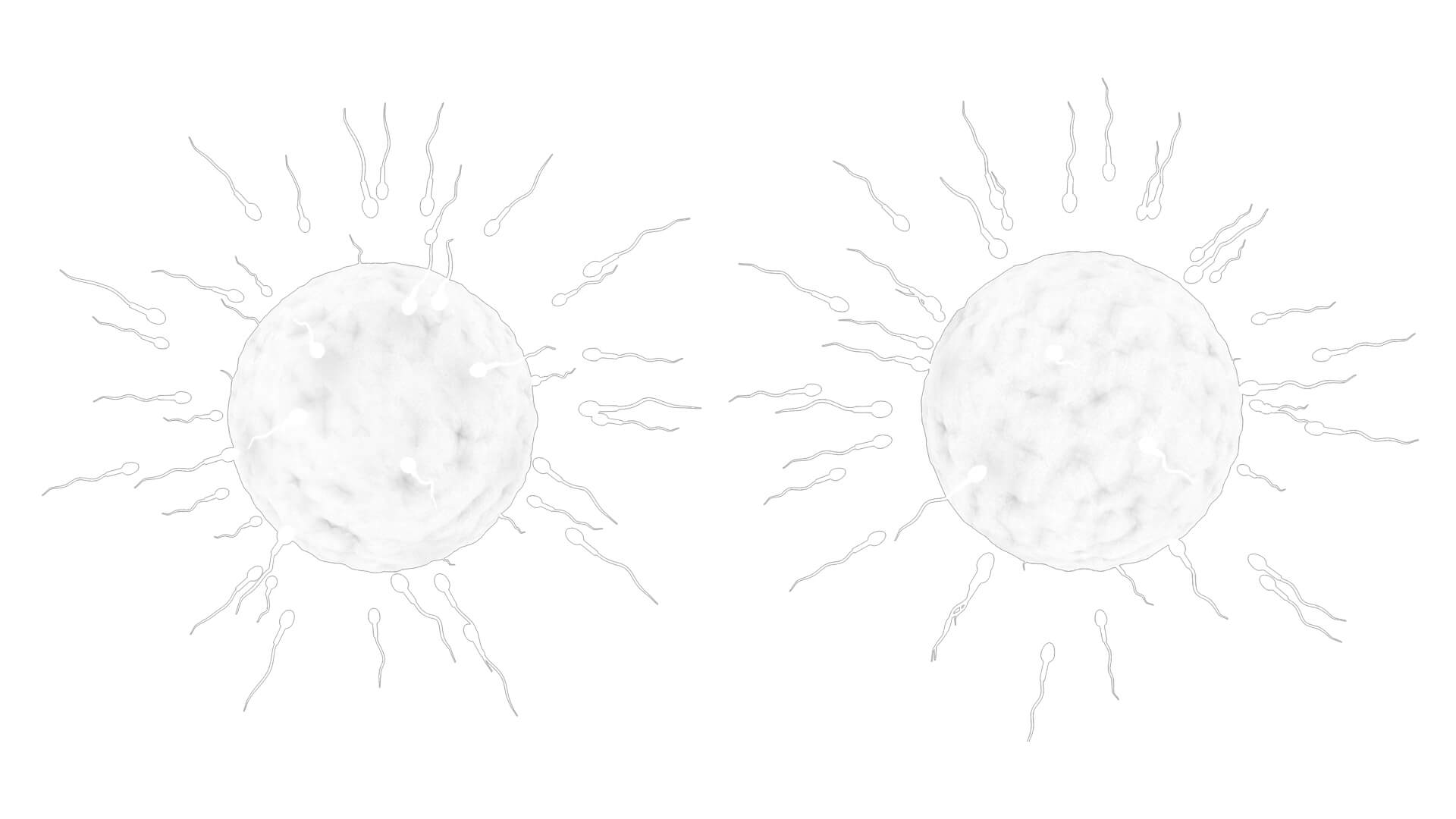 Human Fertilization of Sperm and Egg Cell (Ovum) - 3D Model by h3ydari96