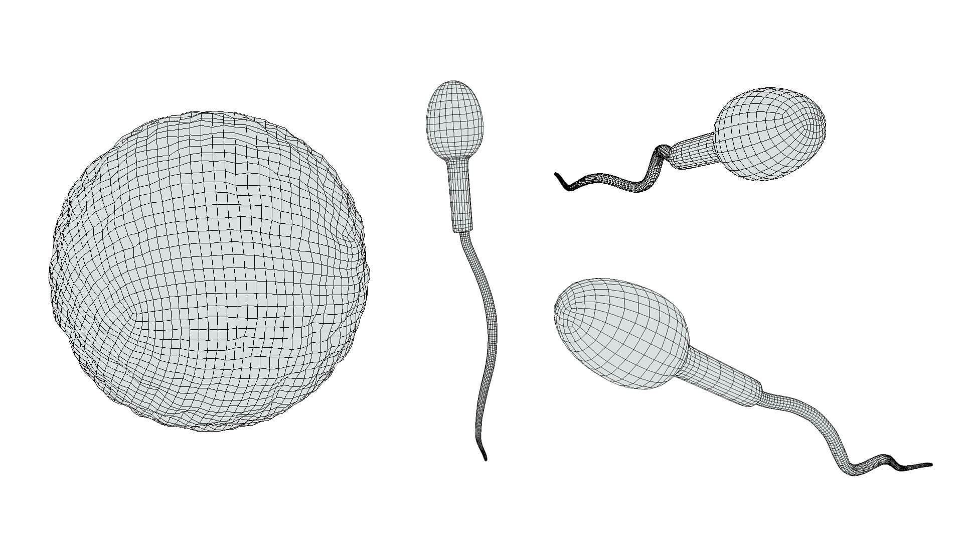 Human Fertilization of Sperm and Egg Cell (Ovum) - 3D Model by h3ydari96