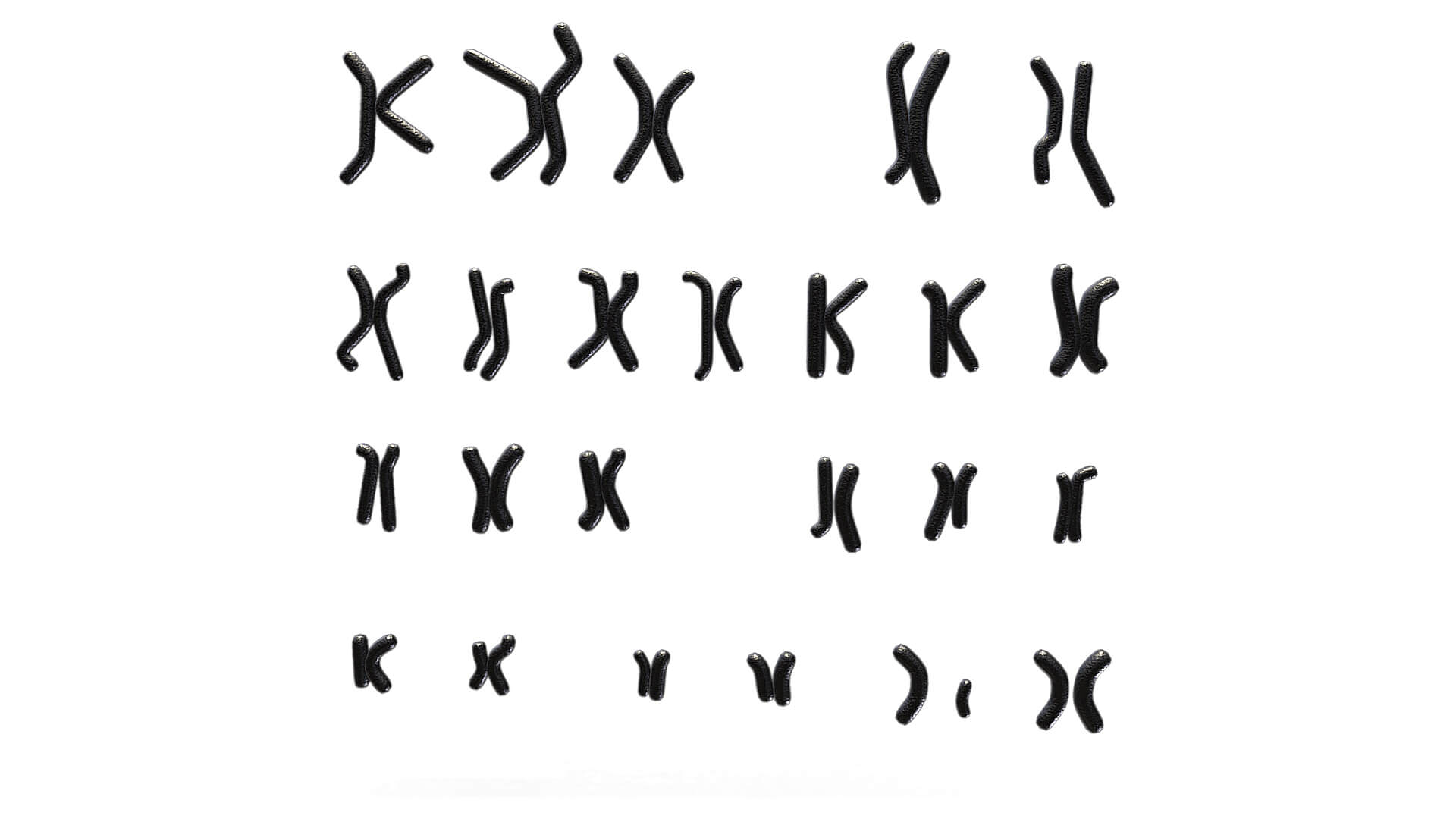 Human Karyotype - Male and Female 3D Model by h3ydari96