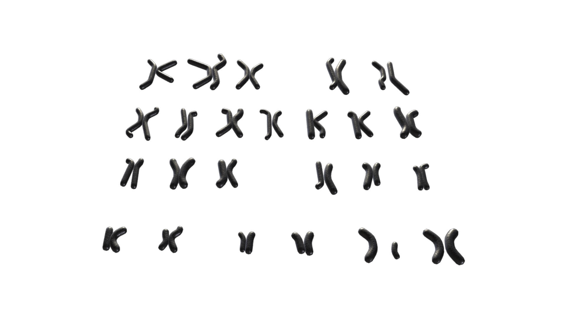 Human Karyotype - Male and Female 3D Model by h3ydari96