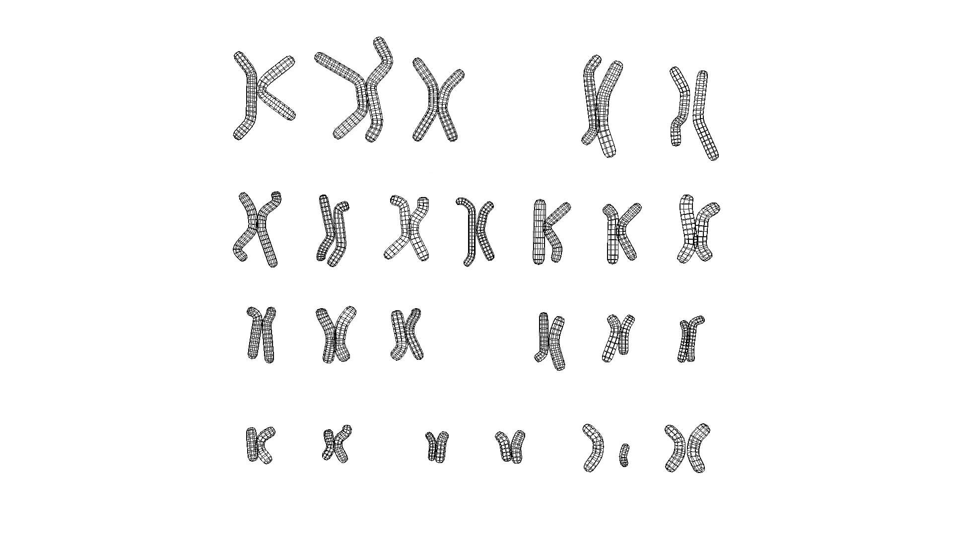 Human Karyotype - Male and Female 3D Model by h3ydari96
