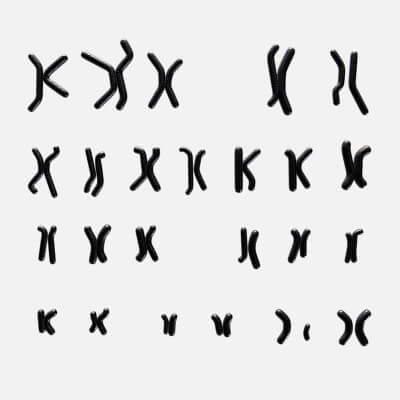 Human Karyotype - Male and Female 3D Model by h3ydari96