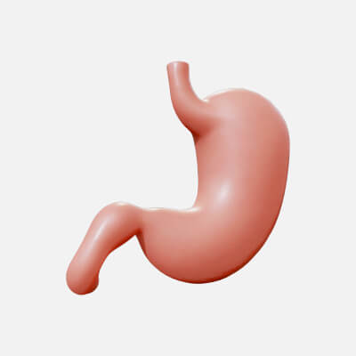 Human Stomach Anatomy - 3D Model by h3ydari96