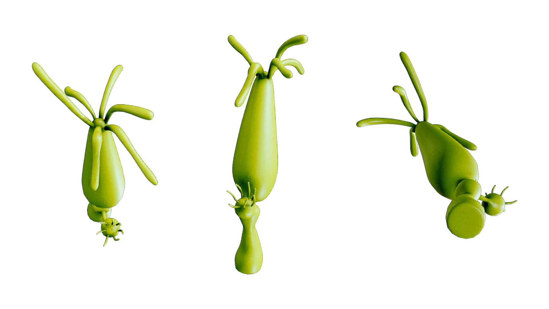 Hydra (Genus) - 3D Model by h3ydari96