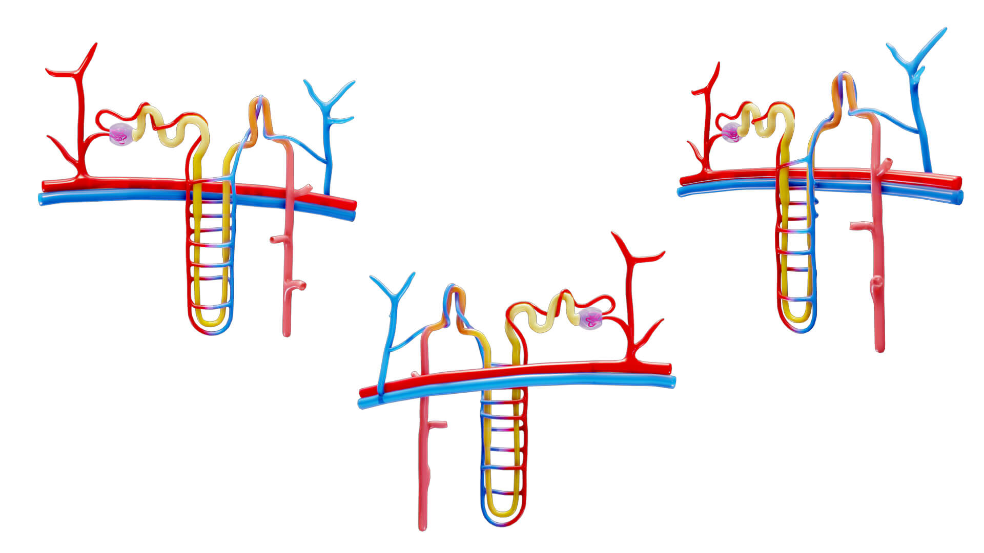 Kidney Nephron Structure Anatomy - 3D Model by h3ydari96