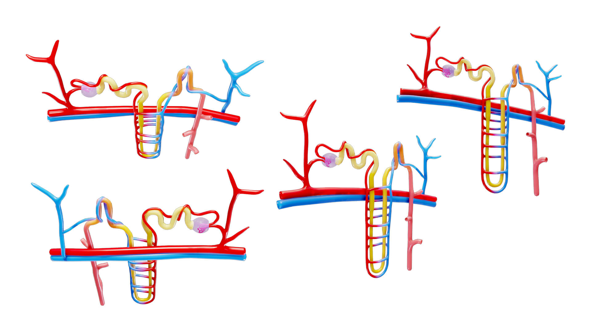 Kidney Nephron Structure Anatomy - 3D Model by h3ydari96